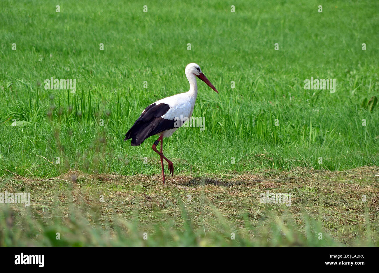 Meister adebar immagini e fotografie stock ad alta risoluzione - Alamy