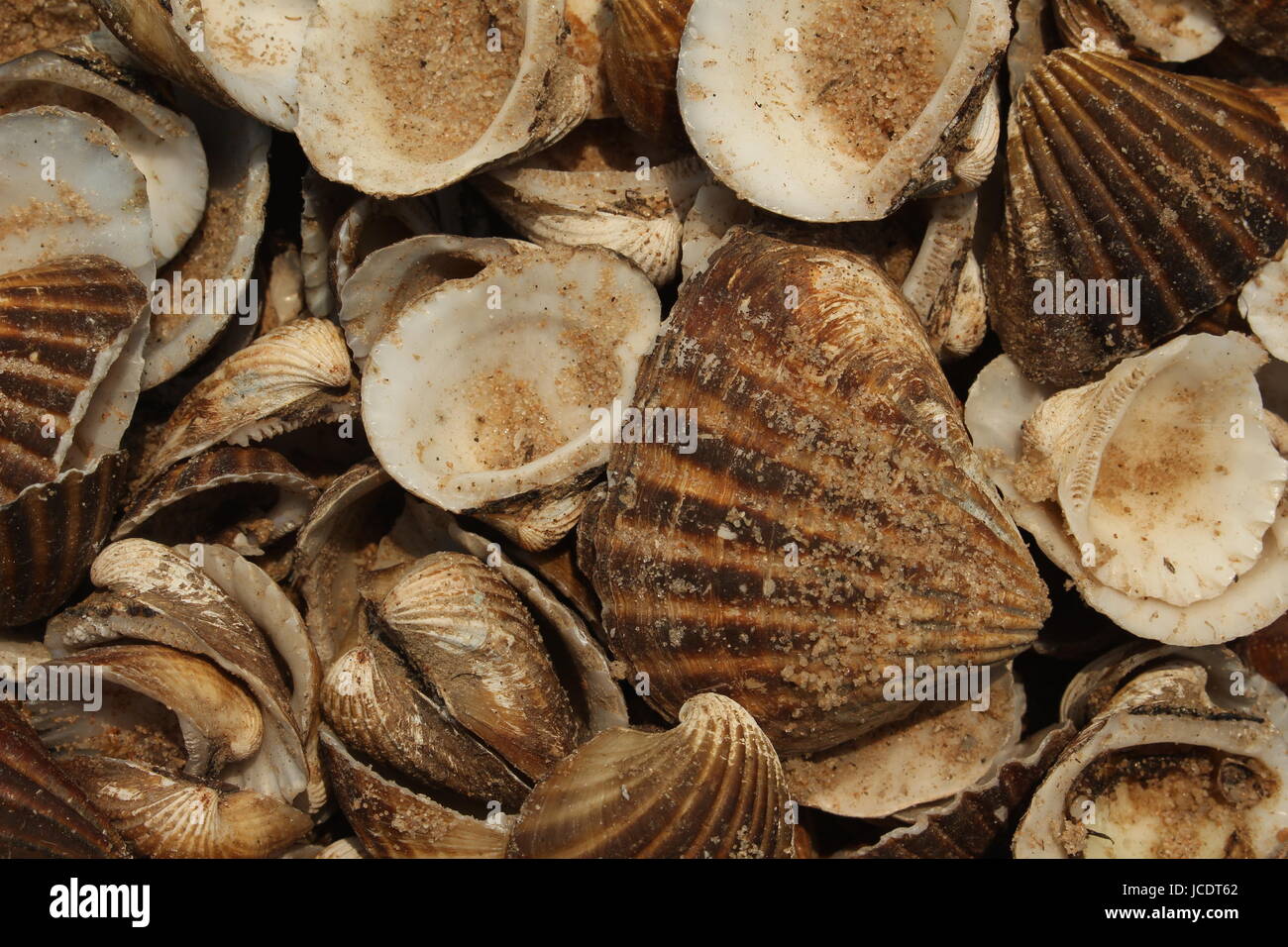 Offene muscheln immagini e fotografie stock ad alta risoluzione - Alamy