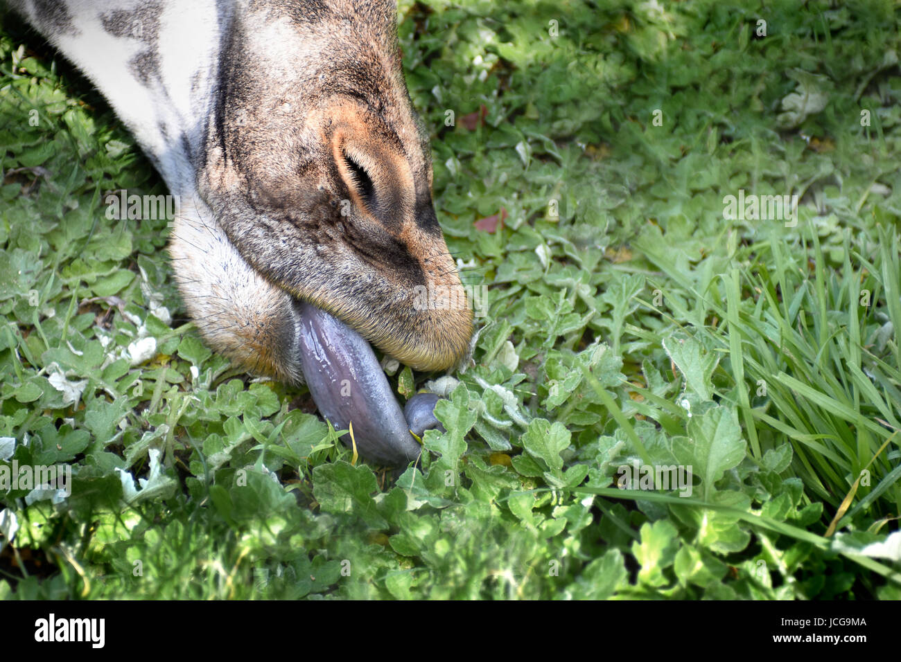 Lingua lunga animale immagini e fotografie stock ad alta risoluzione ...