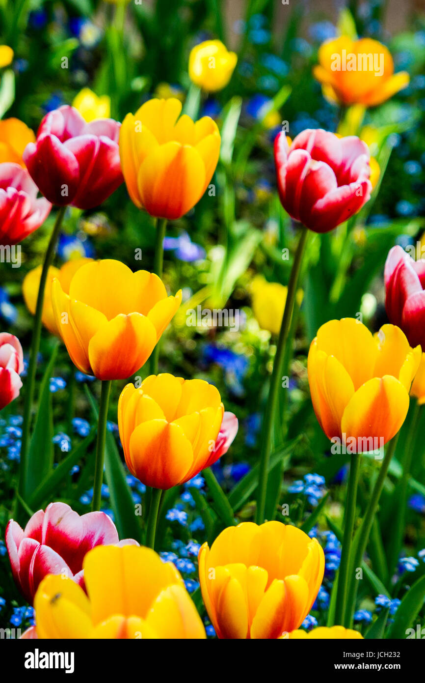 Ben arrivata primavera immagini e fotografie stock ad alta risoluzione ...