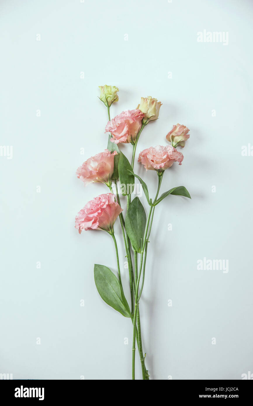 Garofani rosa e bianchi immagini e fotografie stock ad alta risoluzione ...