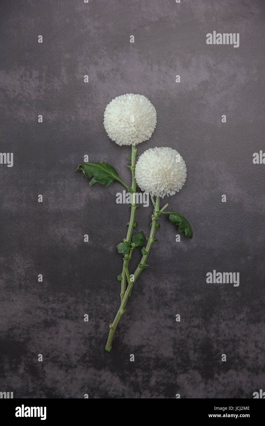 Fiori di crisantemi bianchi immagini e fotografie stock ad alta ...