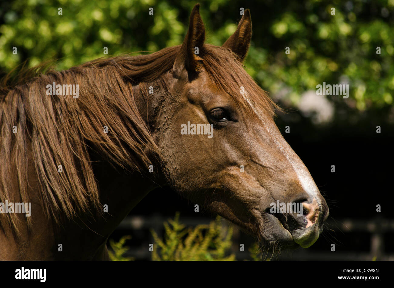 Bellissimo cavallo con criniera bianca immagini e fotografie stock ad ...