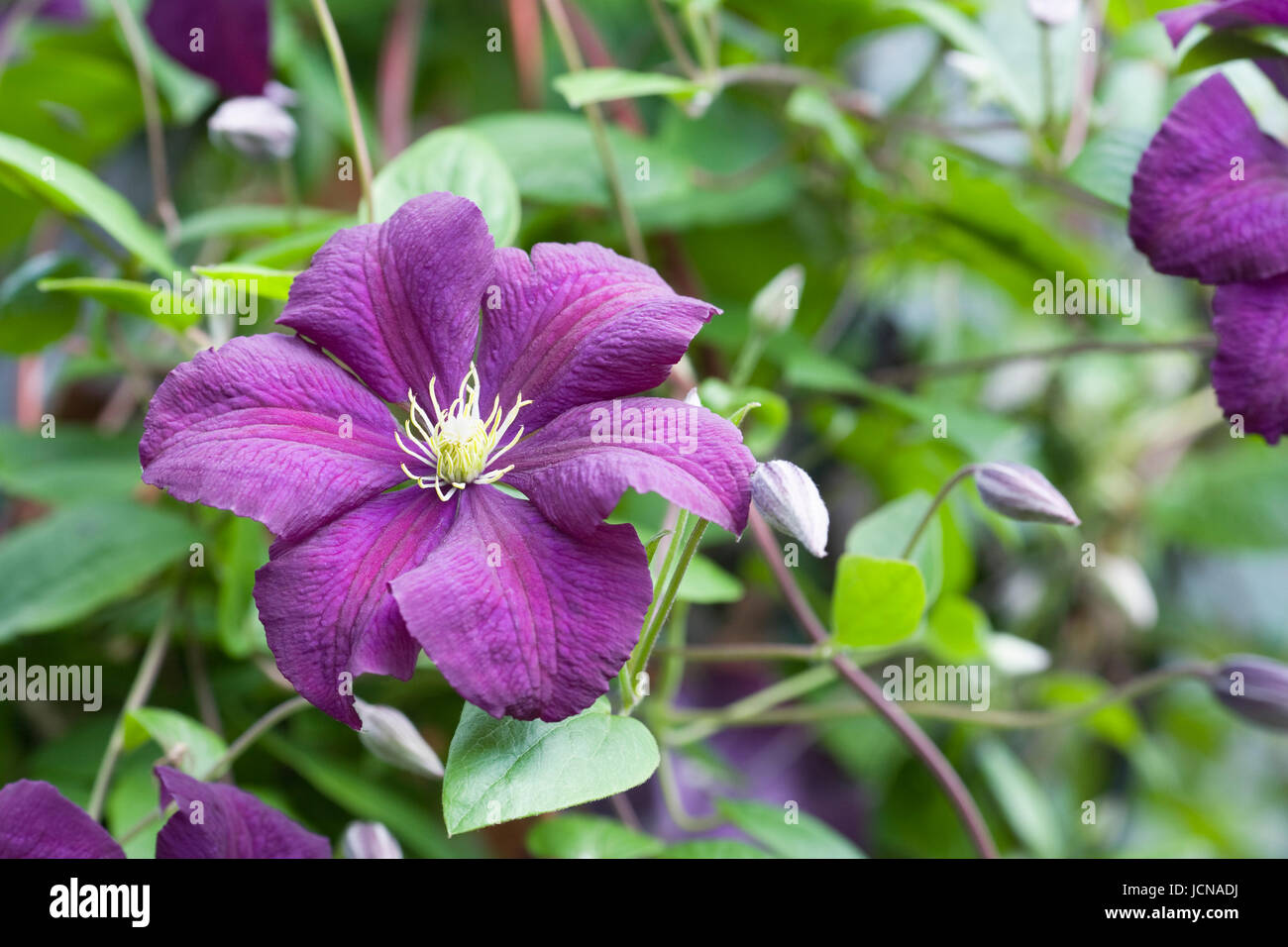 Clematis etoile violette immagini e fotografie stock ad alta ...