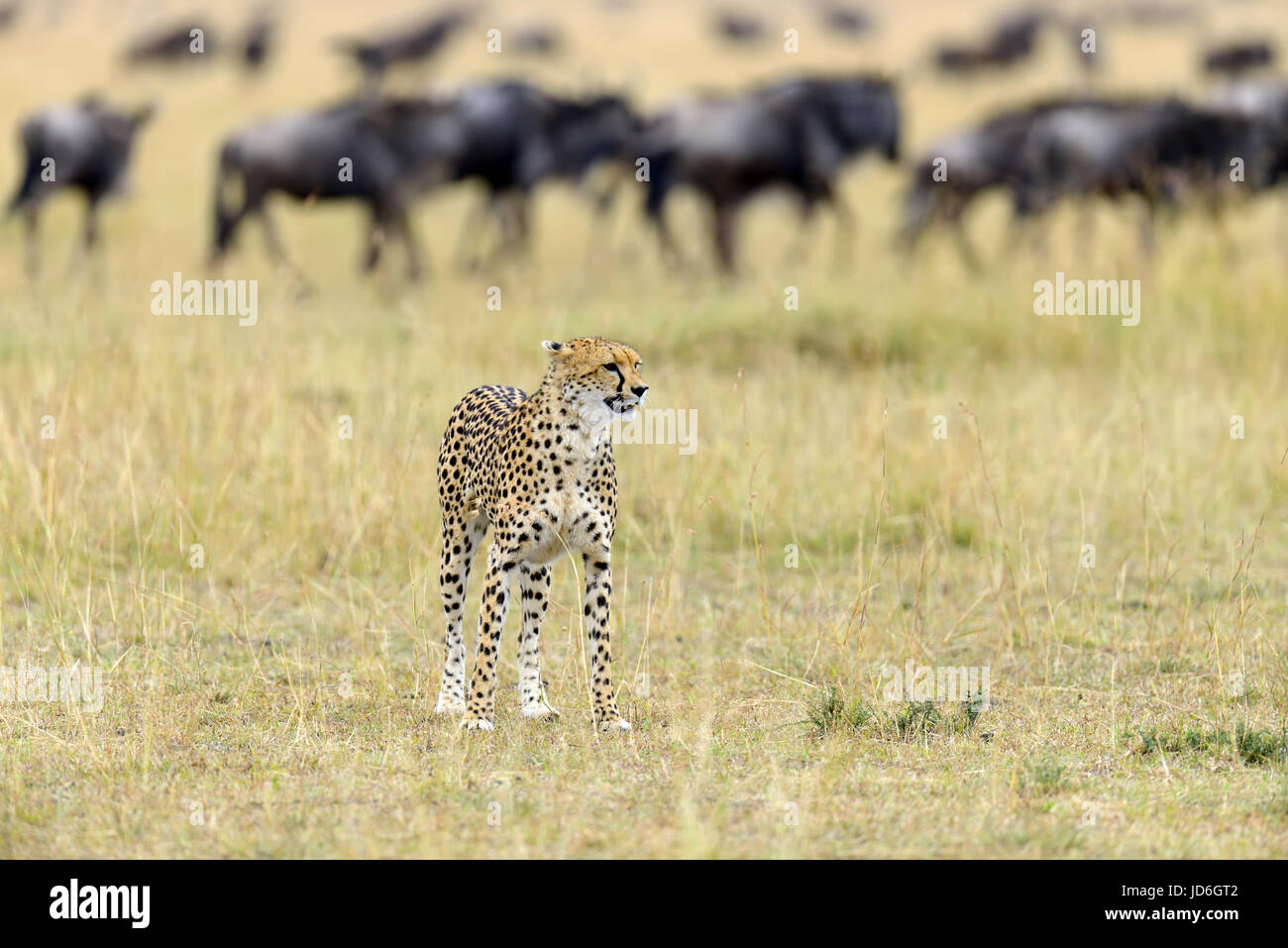 Mammifero safari immagini e fotografie stock ad alta risoluzione - Alamy