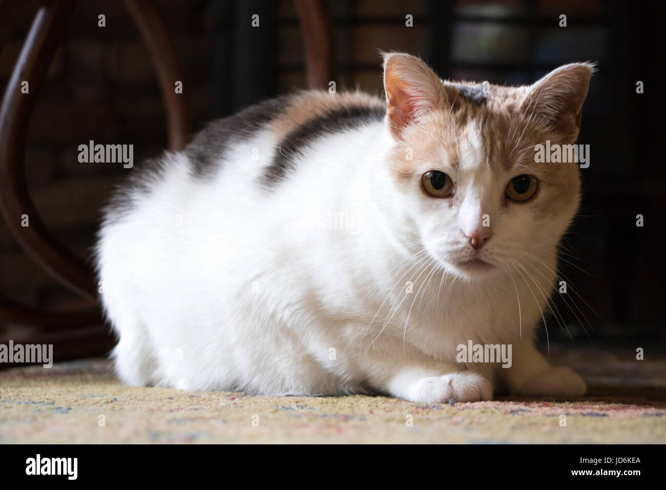 Giovane gatto calico immagini e fotografie stock ad alta risoluzione ...