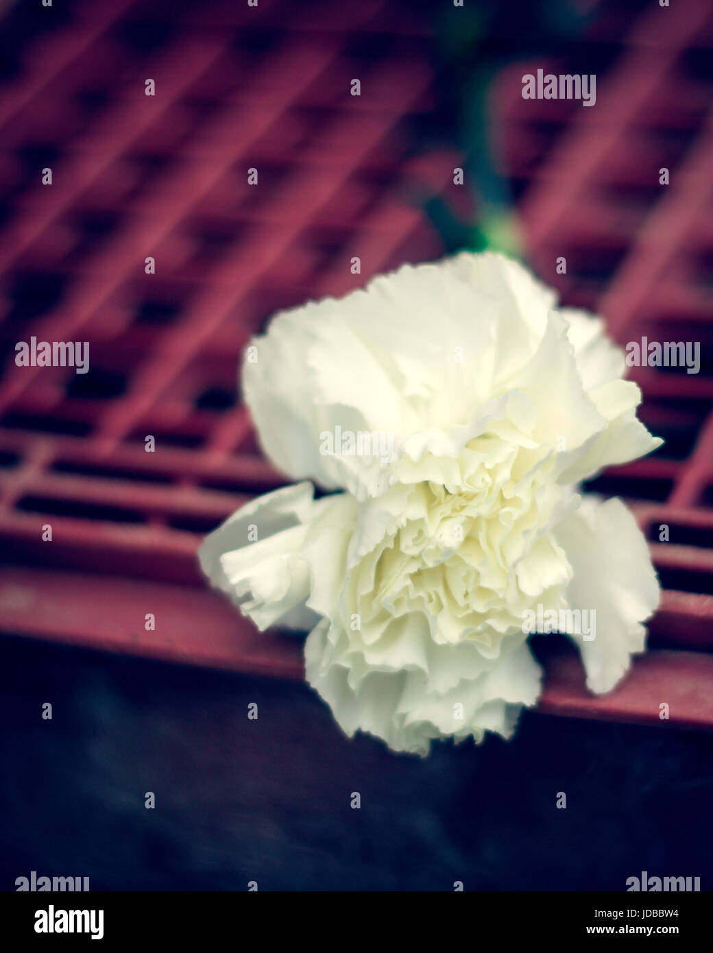 Dolce garofano immagini e fotografie stock ad alta risoluzione - Alamy