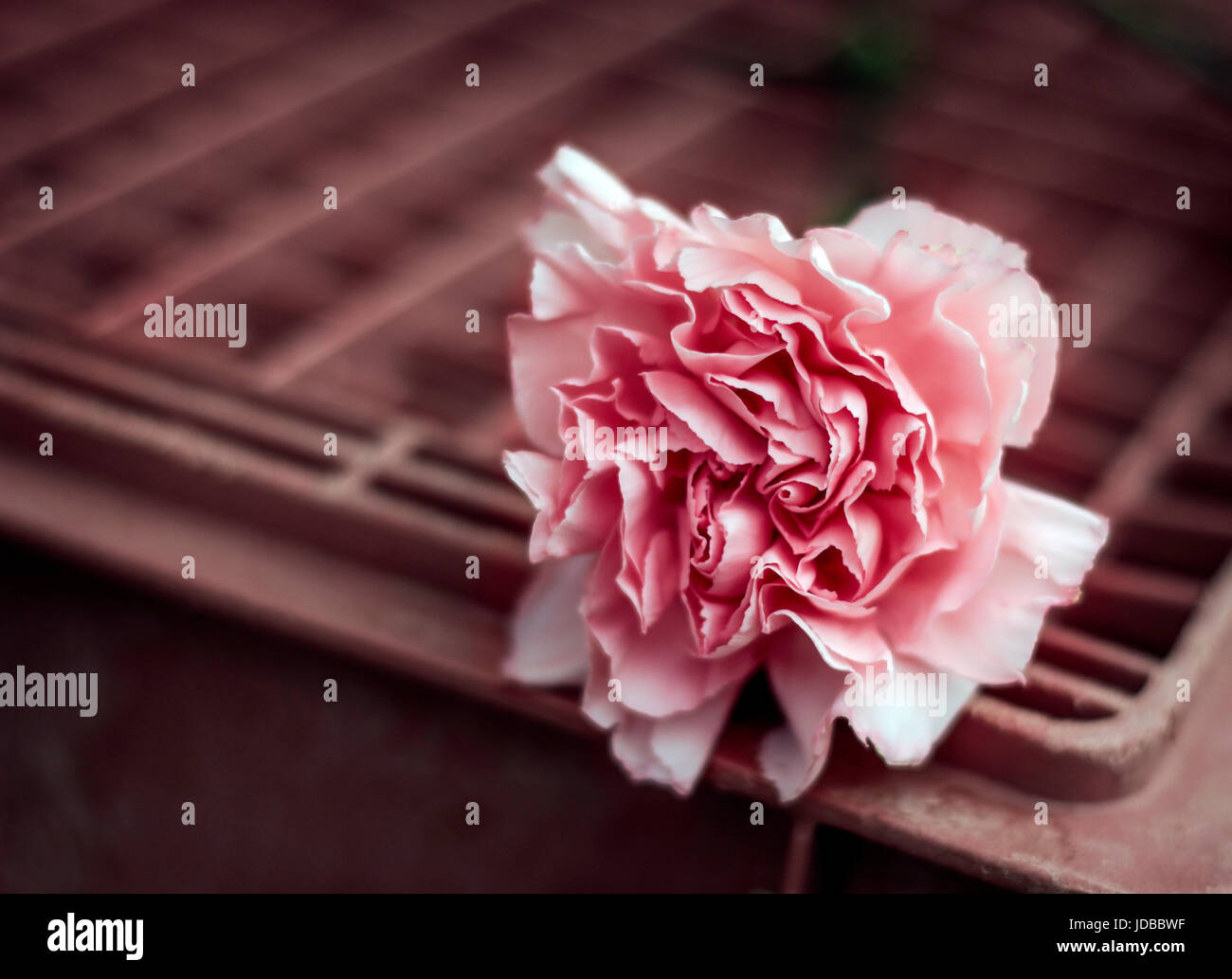 Dolce garofano immagini e fotografie stock ad alta risoluzione - Alamy