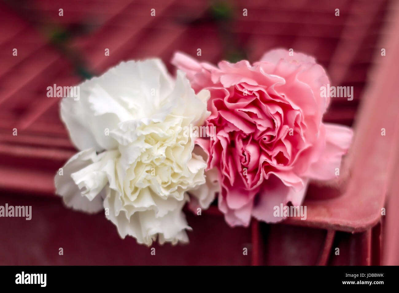 Garofani bianchi immagini e fotografie stock ad alta risoluzione - Alamy