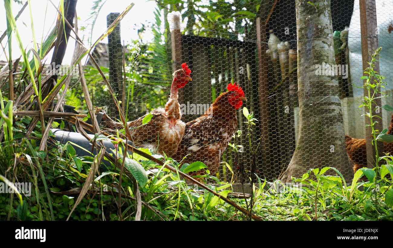 Fauna selvatica pollo polli galline galline immagini e fotografie stock ...