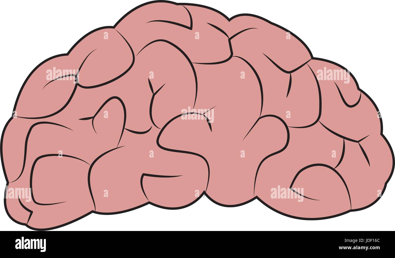 Brain Anatomical Drawing Immagini e Fotos Stock - Alamy