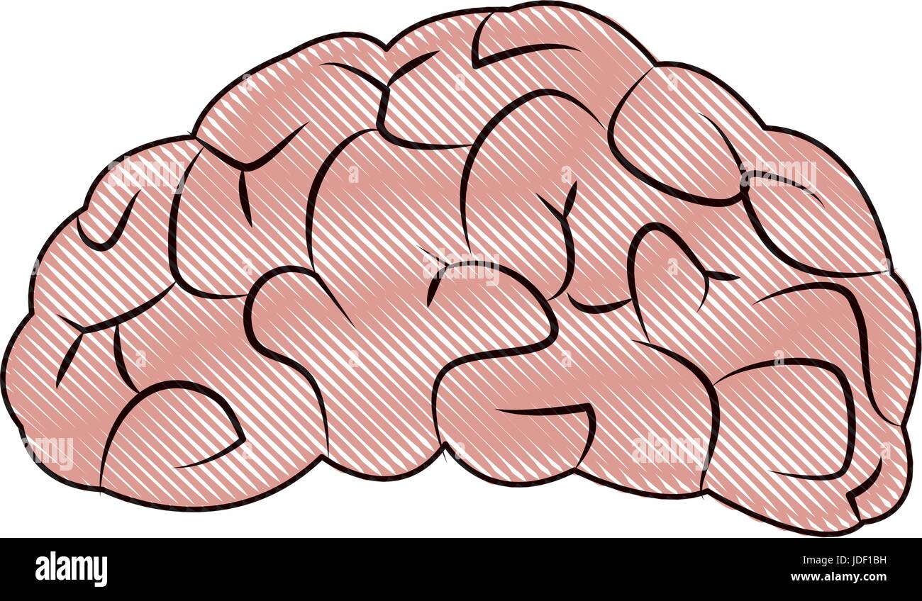 Disegno cervello organo umano parte anatomia Immagine e Vettoriale - Alamy