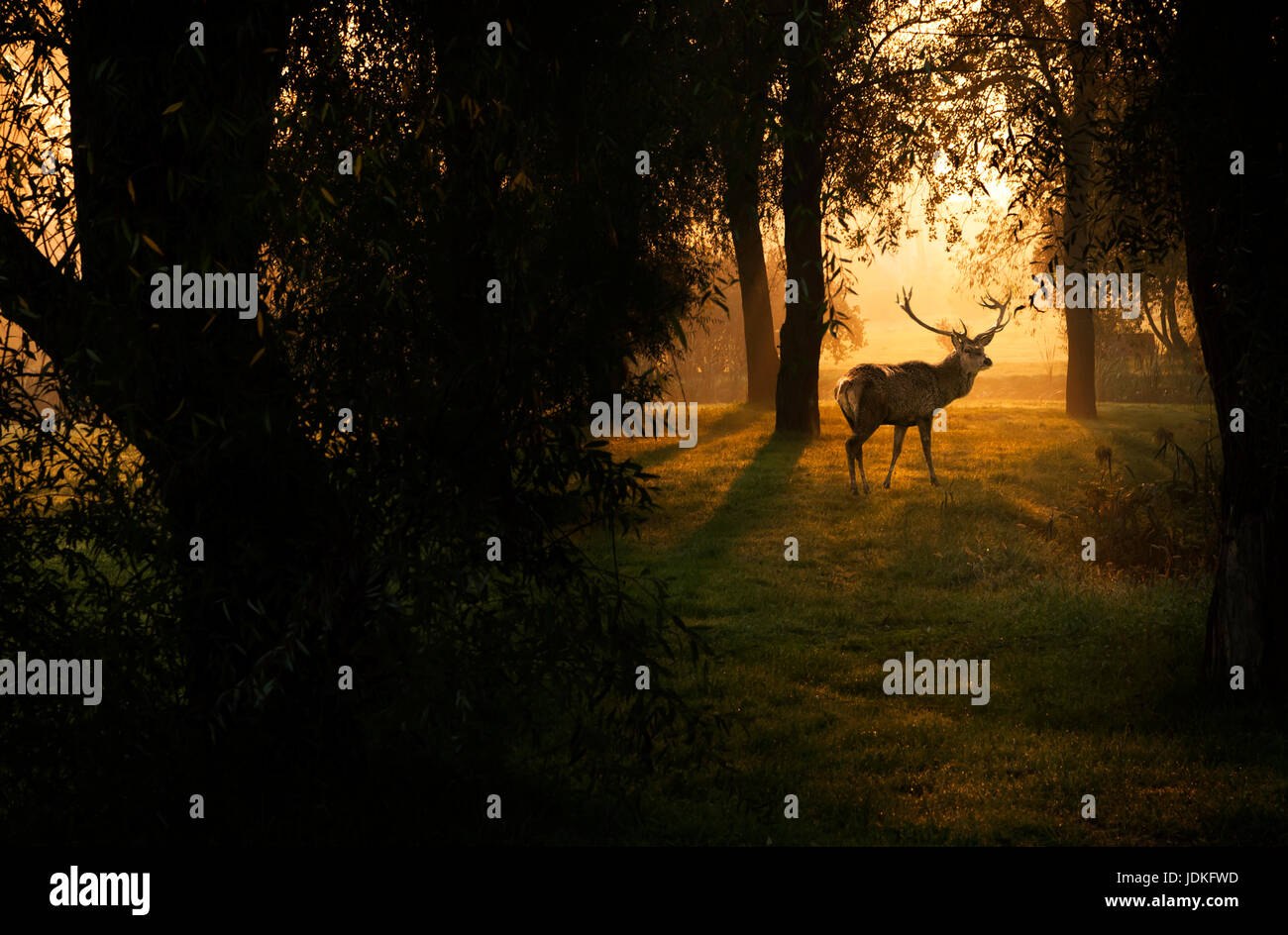 Cervo Nel Bosco Whitetail Immagini e Fotos Stock - Alamy