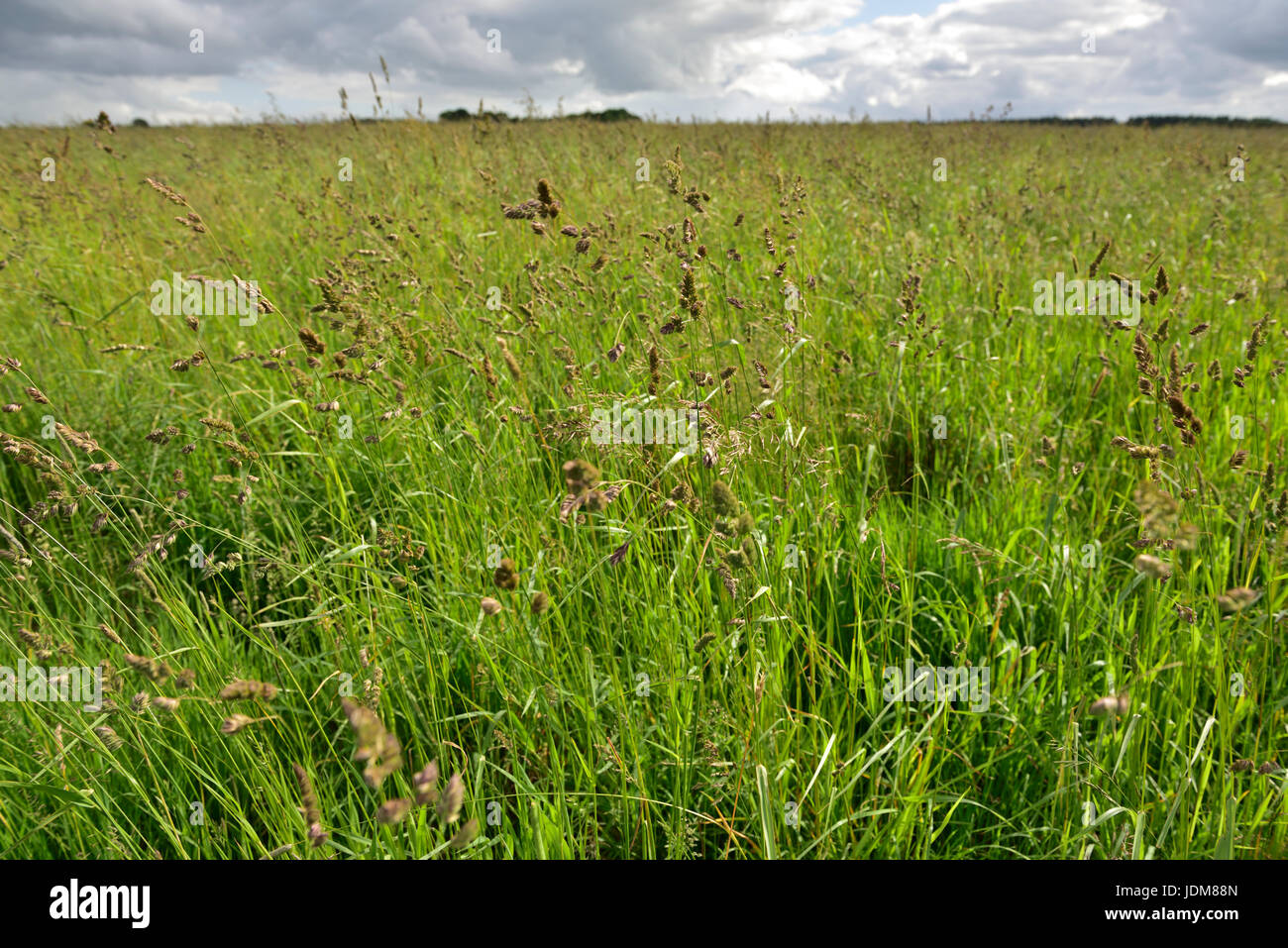 Polline del vento immagini e fotografie stock ad alta risoluzione - Alamy