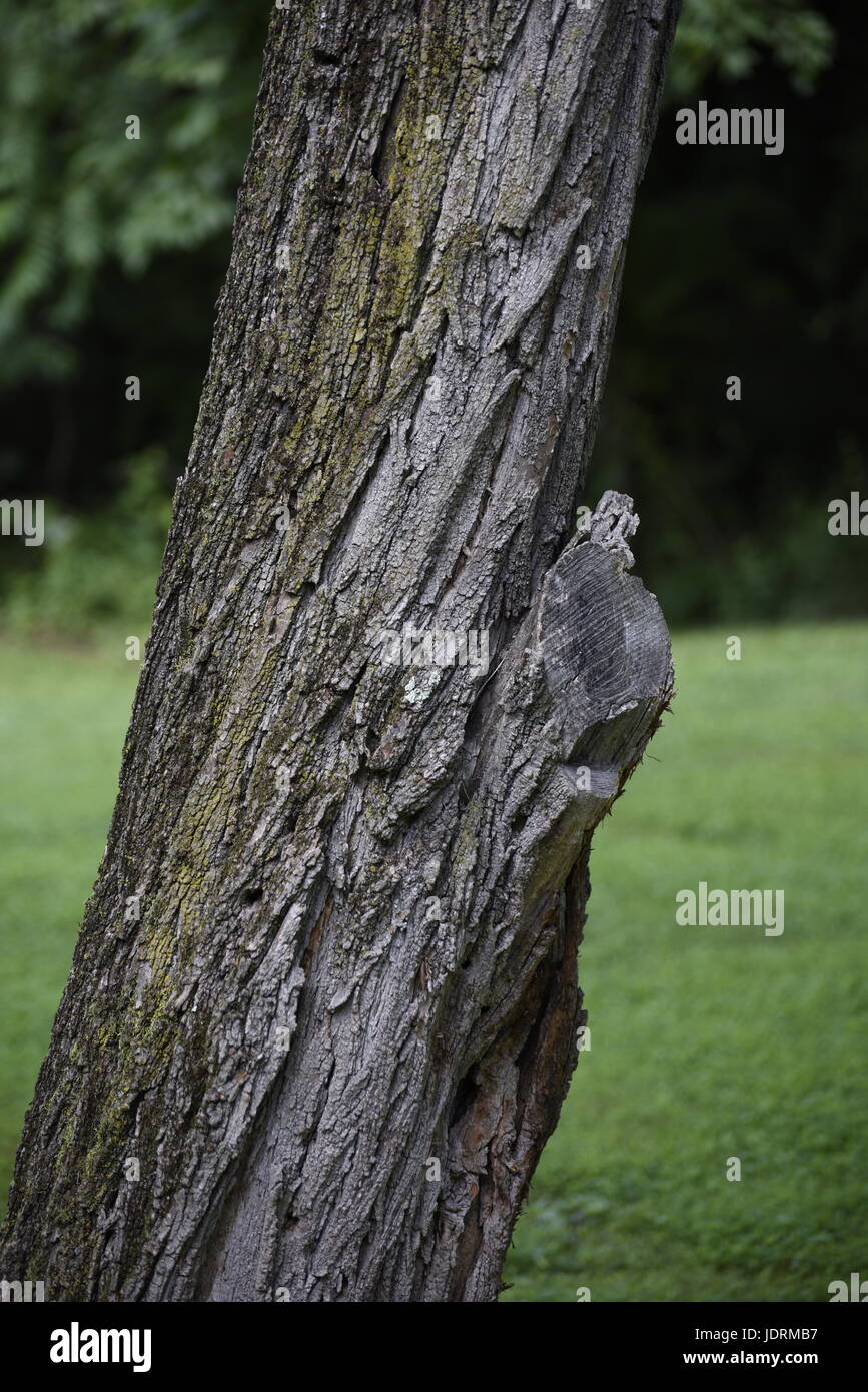 Tronco d'albero di acero immagini e fotografie stock ad alta ...