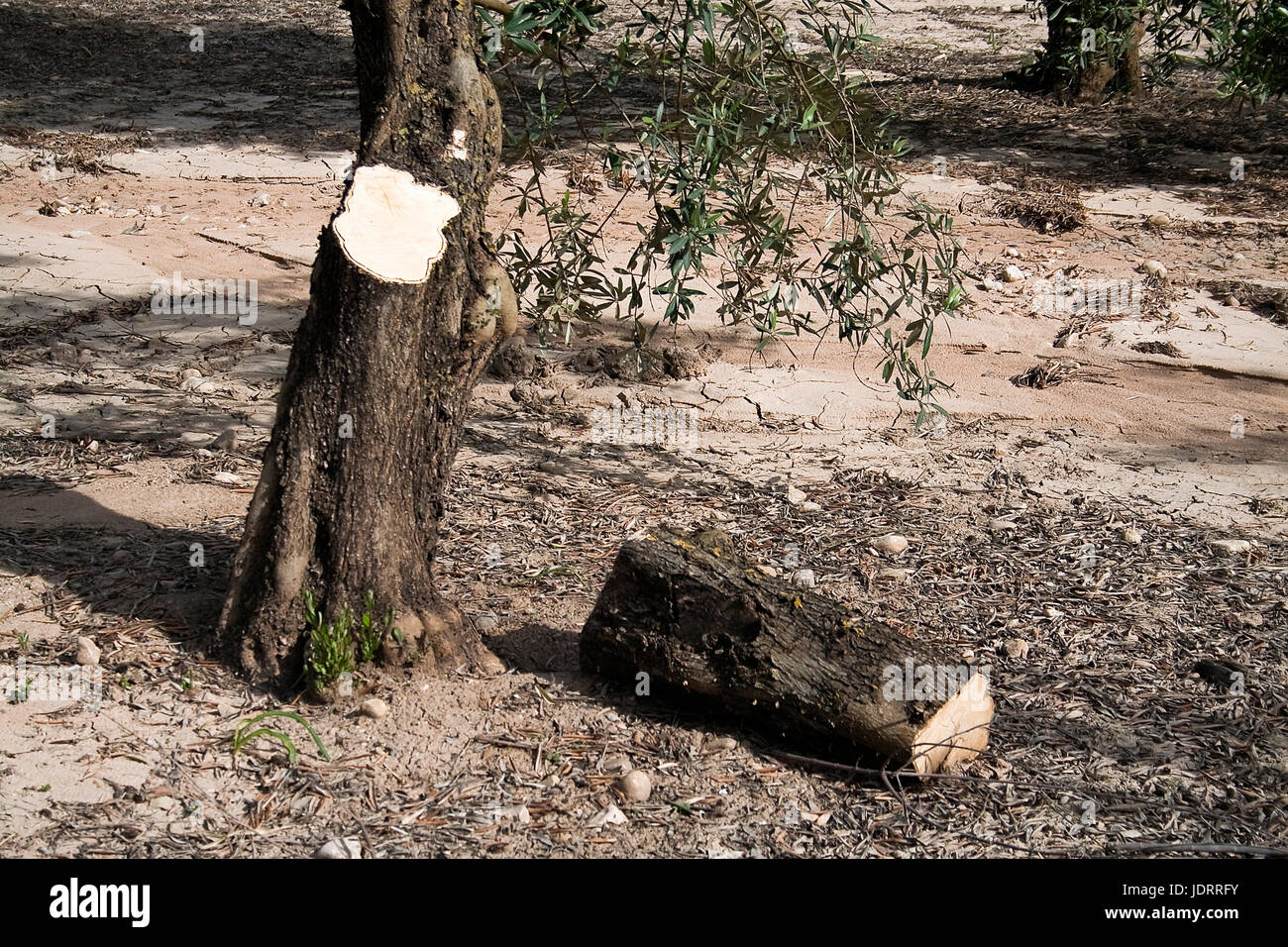 Tronco di albero di olivo tagliato nel terreno, Jaen, Andalusia, Spagna ...