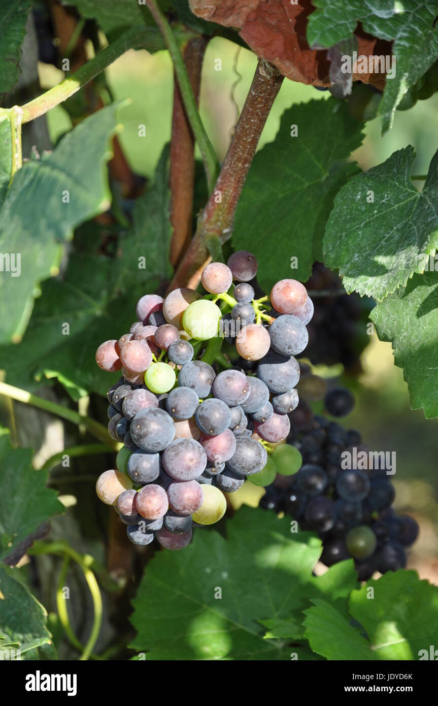 Weintrauben, Weintraube, wein, blau, traube trauben, weinstock, rebe ...