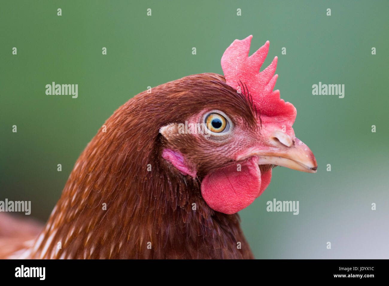 Galletto di gallina di pollo uccello di uccelli immagini e fotografie ...