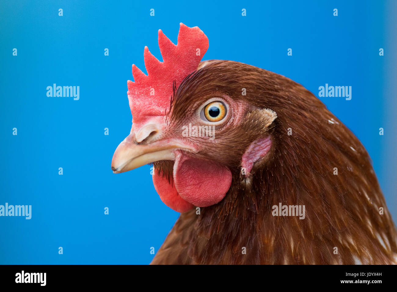 Gallina di montagna immagini e fotografie stock ad alta risoluzione - Alamy