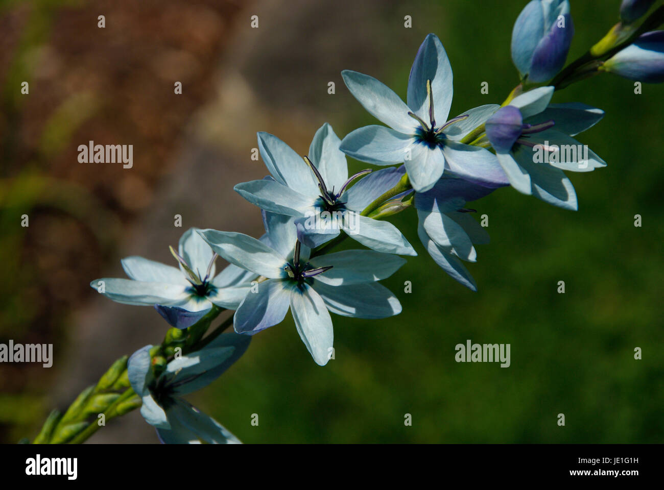Fiori a forma di stella immagini e fotografie stock ad alta risoluzione ...