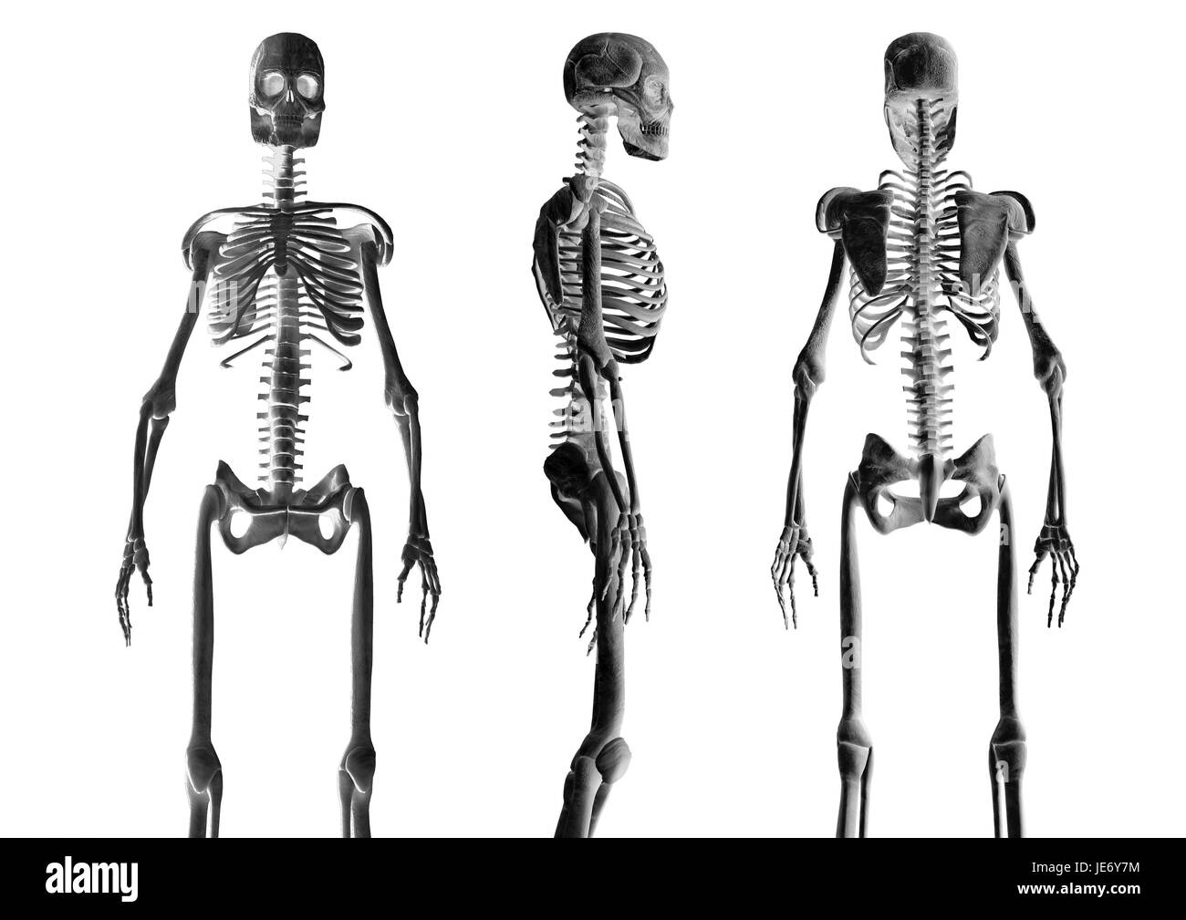 Immagini scheletri immagini e fotografie stock ad alta risoluzione - Alamy