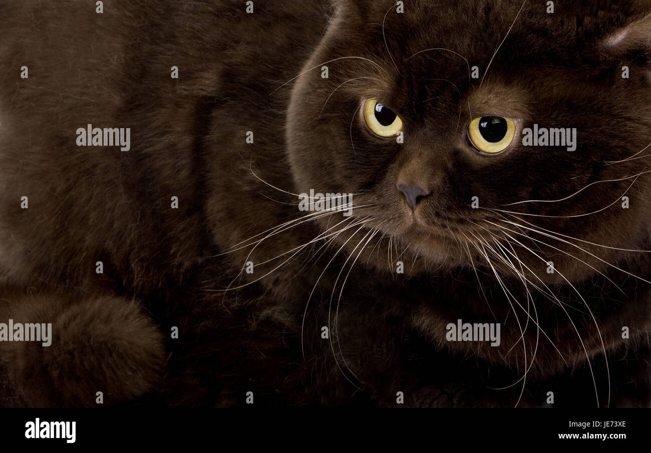 British short hair immagini e fotografie stock ad alta risoluzione - Alamy