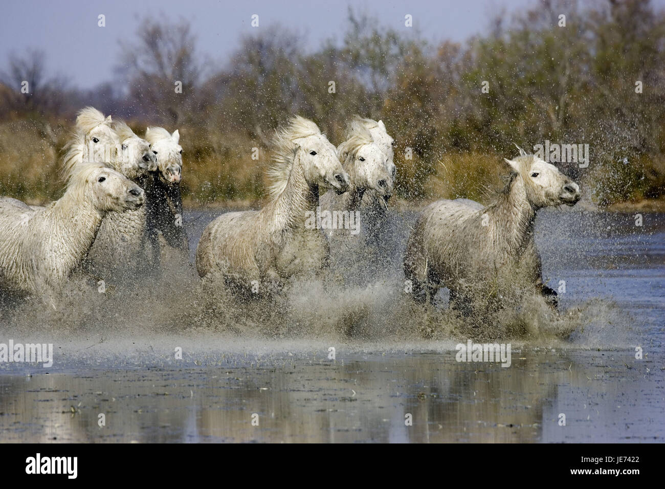 Ai cavalli si concentra immagini e fotografie stock ad alta risoluzione ...
