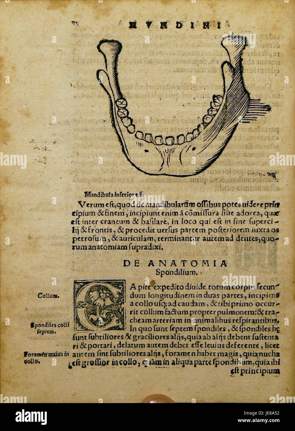Anatomia del libro immagini e fotografie stock ad alta risoluzione - Alamy