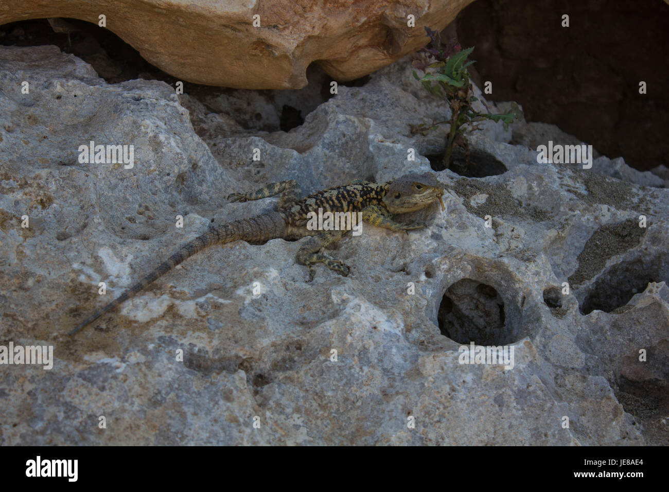 Fauna selvatica animali della vita selvaggia immagini e fotografie ...