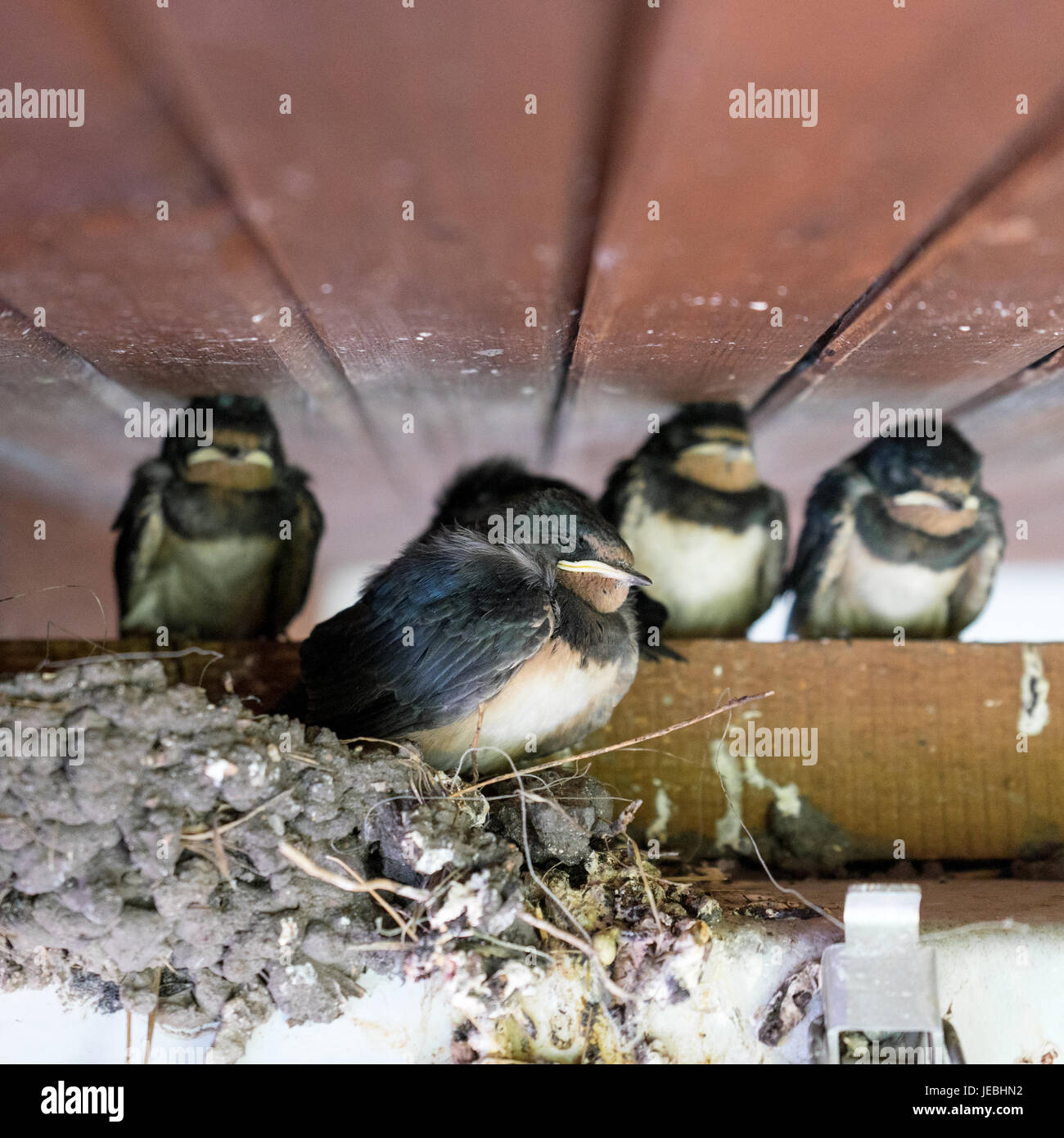 Rondini uccelli nido di animali immagini e fotografie stock ad alta ...