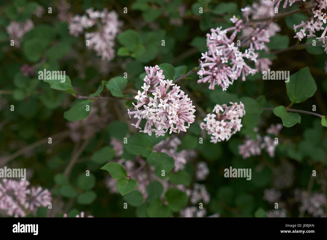 Syringa pubescens subsp microphylla immagini e fotografie stock ad alta ...