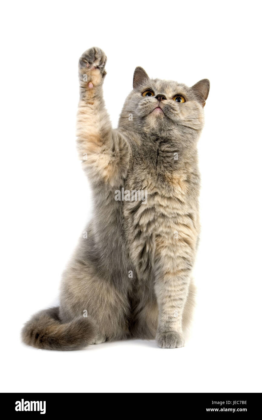 British shorthair cat cream white immagini e fotografie stock ad alta ...