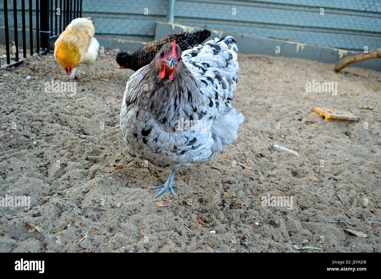 Gallina australorp immagini e fotografie stock ad alta risoluzione - Alamy