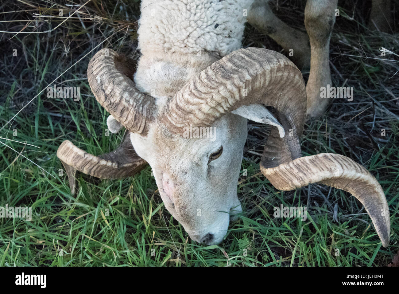 Corna contorte immagini e fotografie stock ad alta risoluzione - Alamy