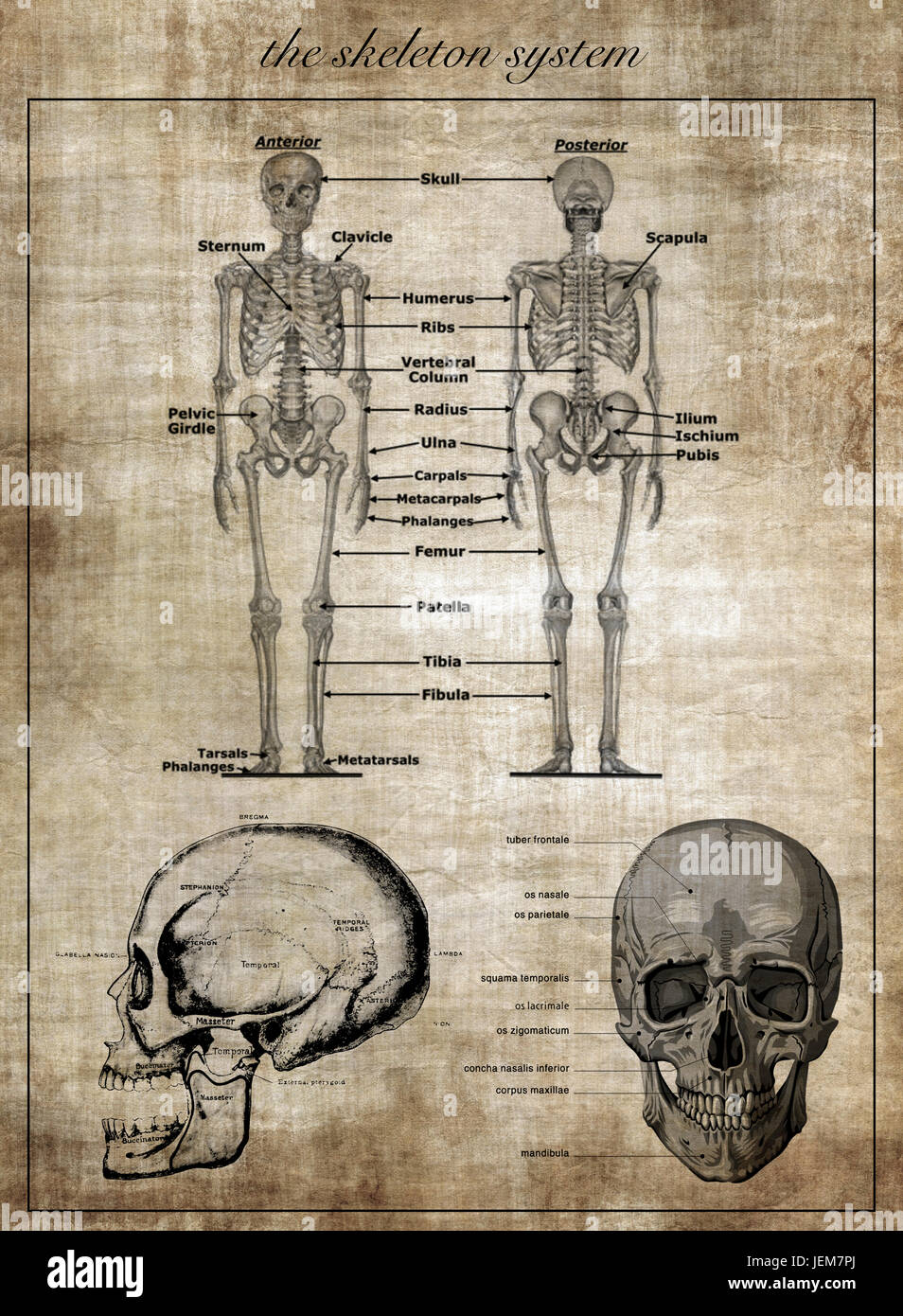 Parte del corpo umano immagini e fotografie stock ad alta risoluzione ...