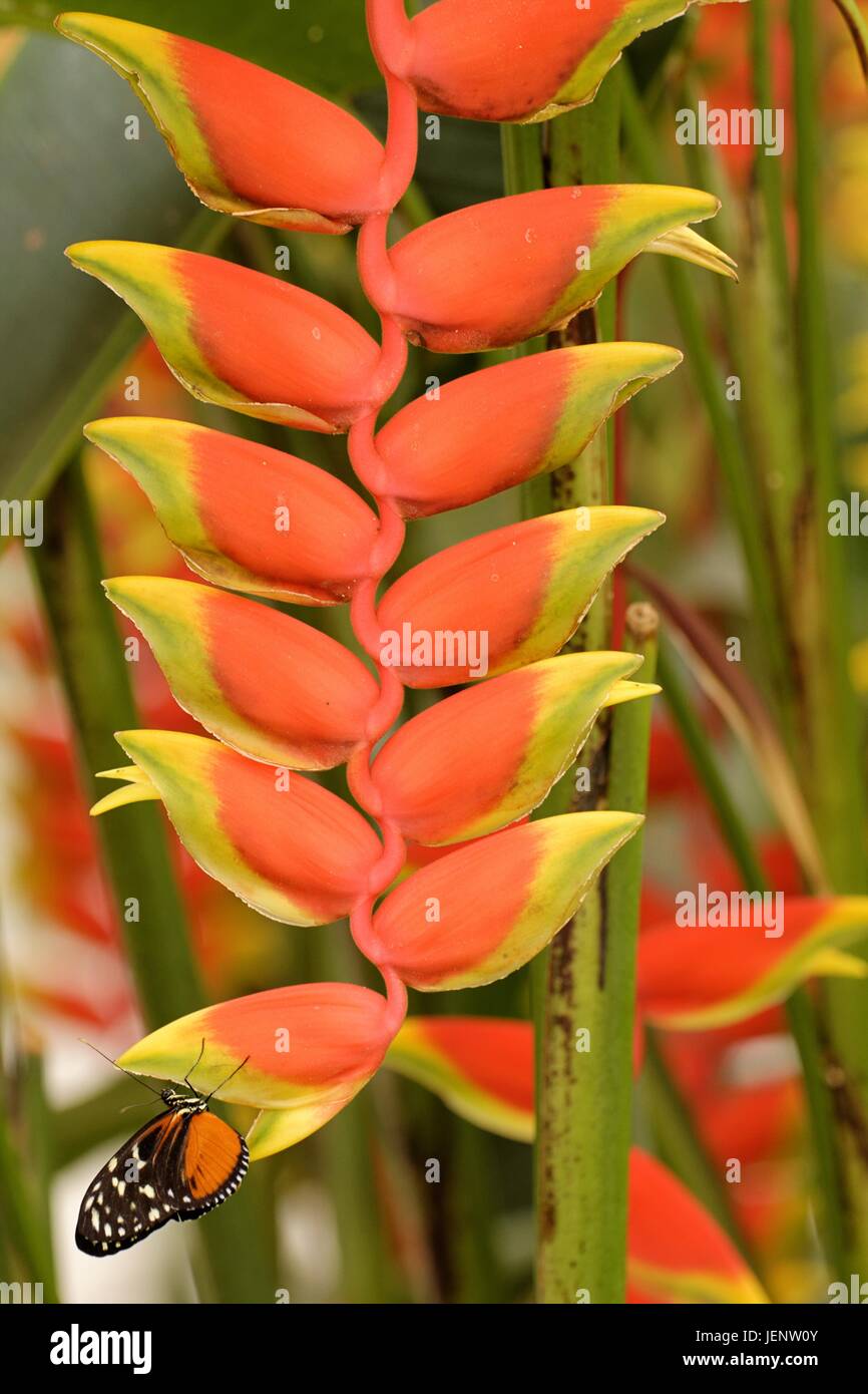 Heliconia rostrata immagini e fotografie stock ad alta risoluzione - Alamy