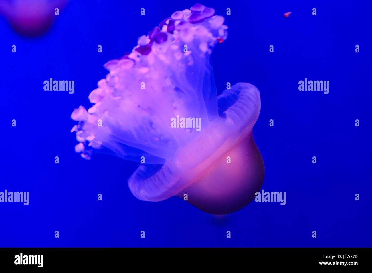 Meduse pericolose immagini e fotografie stock ad alta risoluzione - Alamy