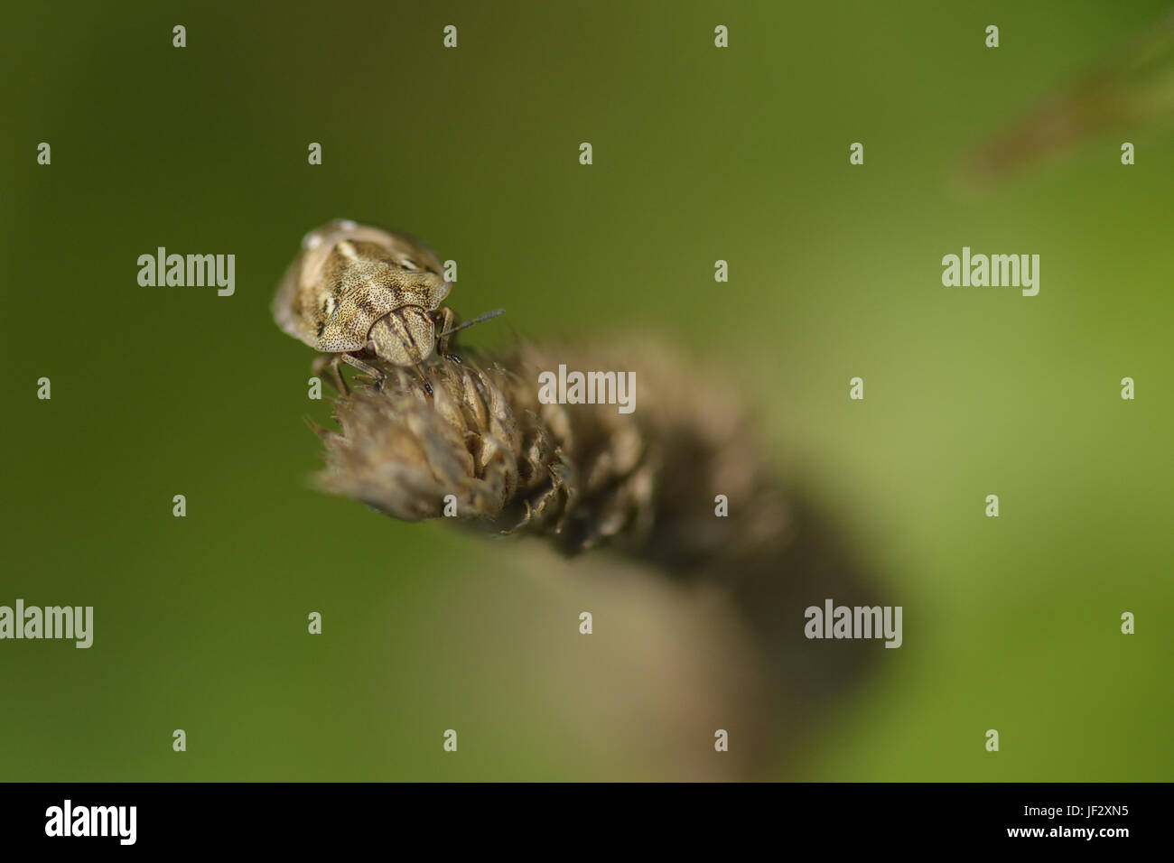 Vescovi mitra aelia acuminata immagini e fotografie stock ad alta ...