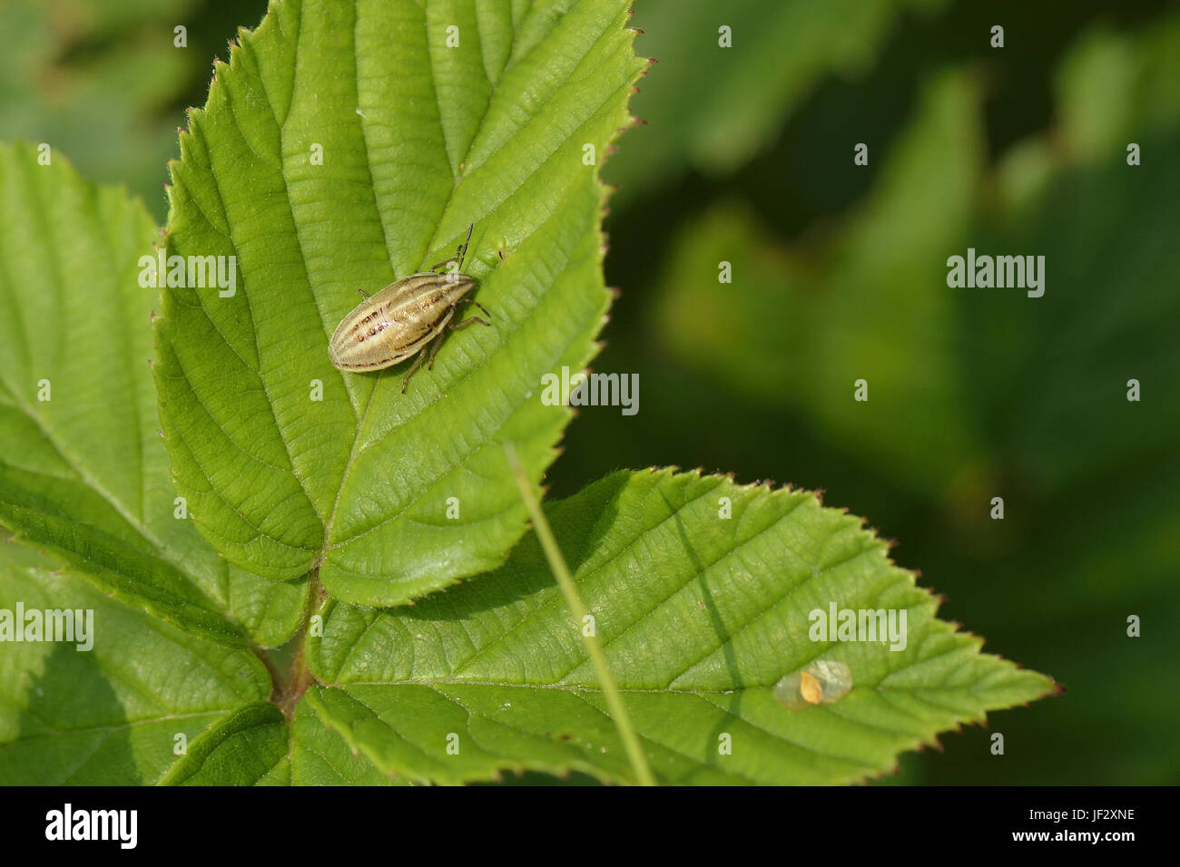 Vescovi mitra aelia acuminata immagini e fotografie stock ad alta ...