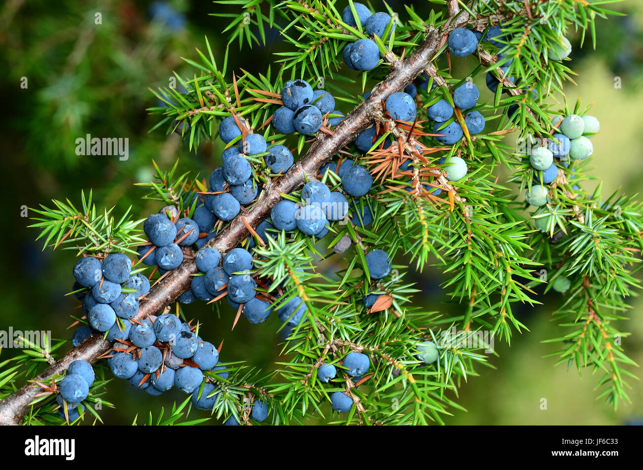 Ginepri comunis immagini e fotografie stock ad alta risoluzione - Alamy