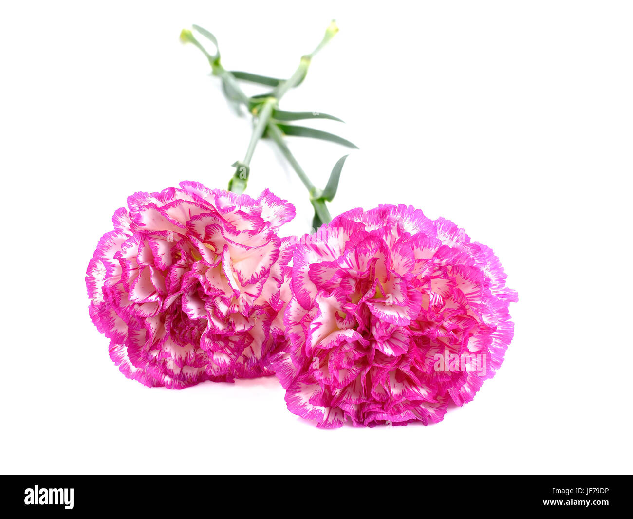 Garofano bianco rosa immagini e fotografie stock ad alta risoluzione ...