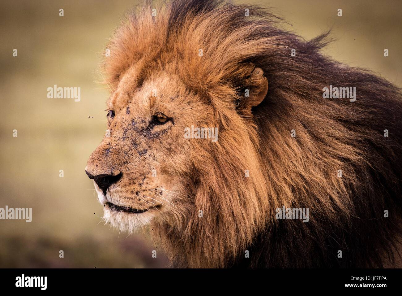 Fauna selvatica africana immagini e fotografie stock ad alta ...