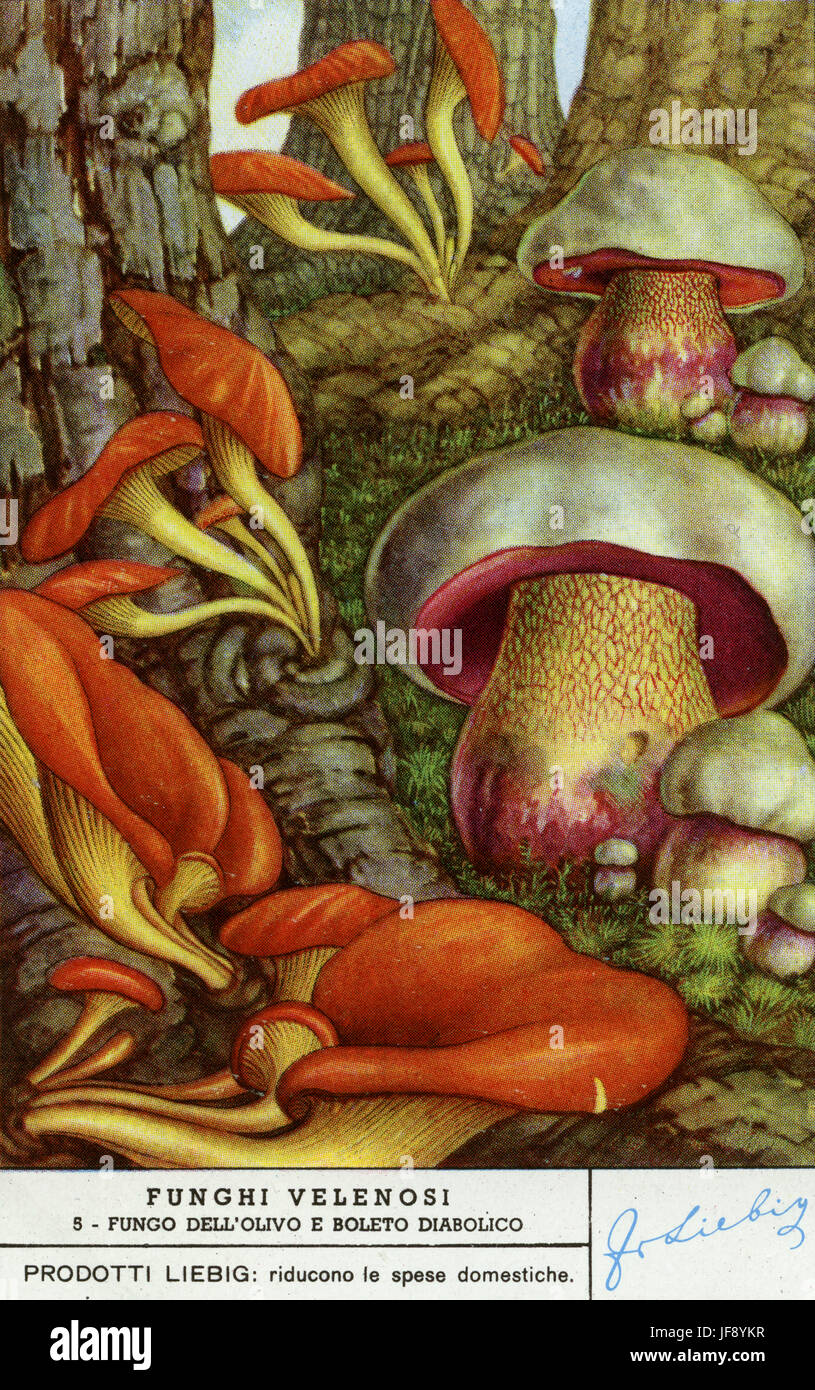 Clitocybe olearia immagini e fotografie stock ad alta risoluzione - Alamy