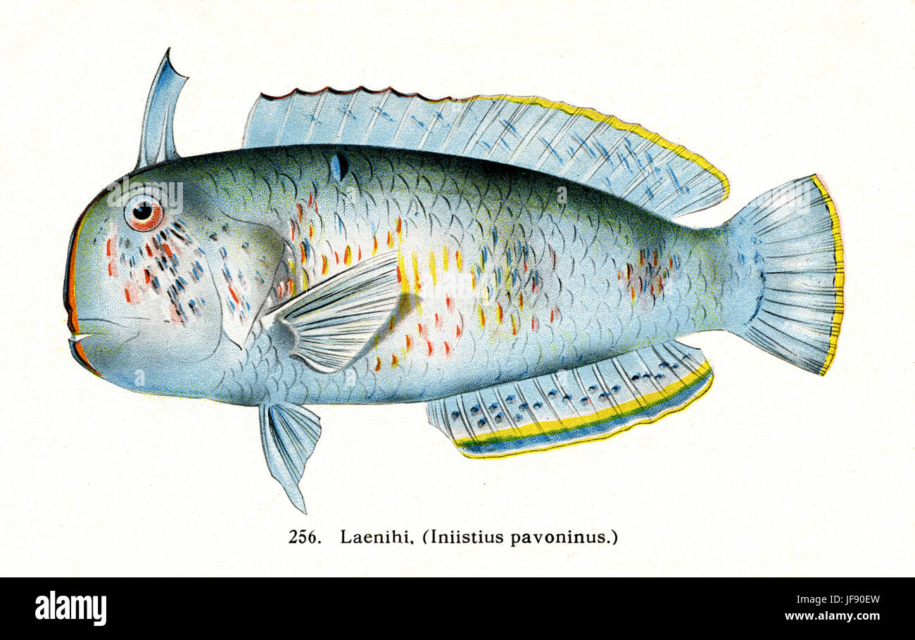 Peacock razorfish, adulti (Iniistius pavo, precedentemente pavoninus ...