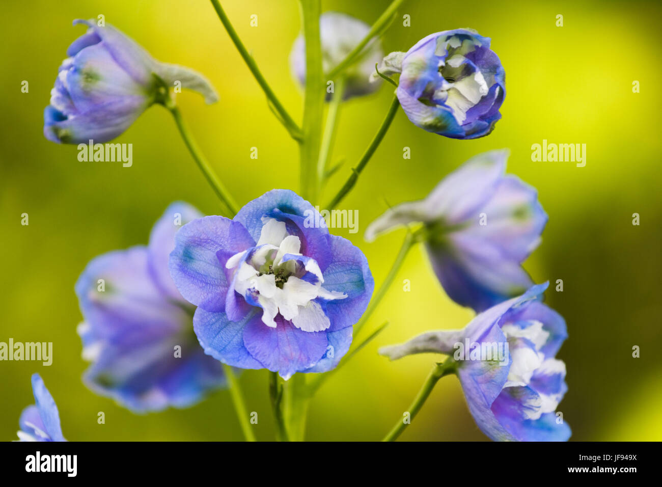 Delphinium elatum hybrid immagini e fotografie stock ad alta ...