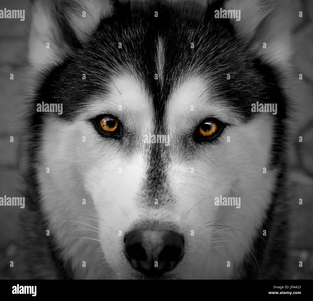 Amber eyes immagini e fotografie stock ad alta risoluzione - Alamy