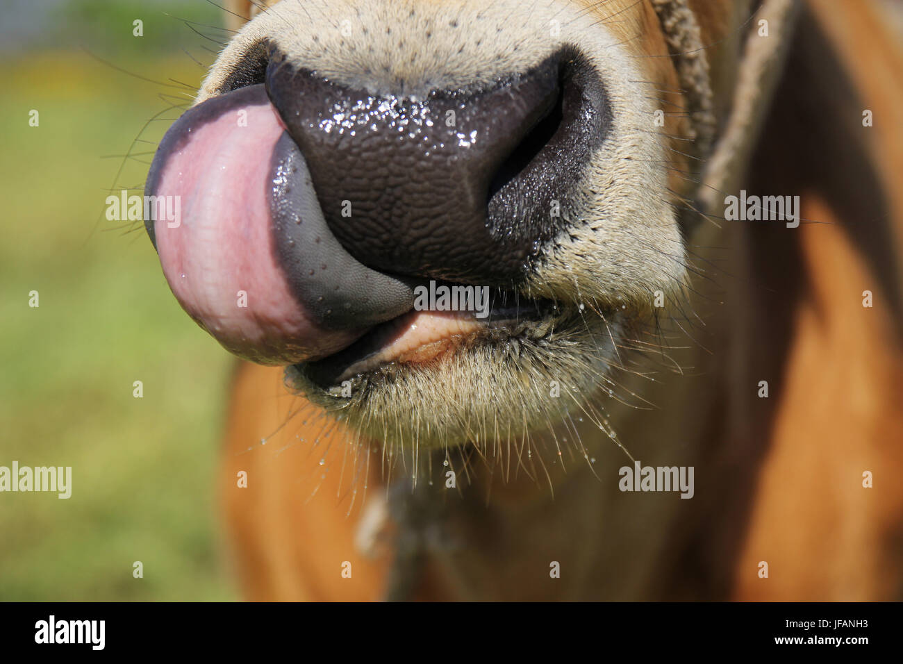 Cow tongue immagini e fotografie stock ad alta risoluzione - Alamy