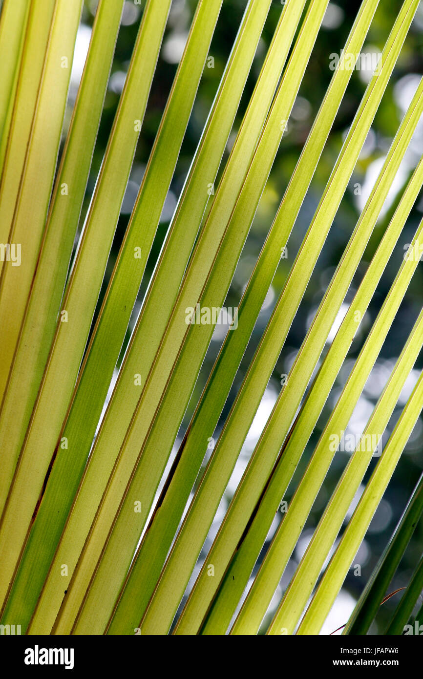 Fiori di monsone indiano immagini e fotografie stock ad alta ...