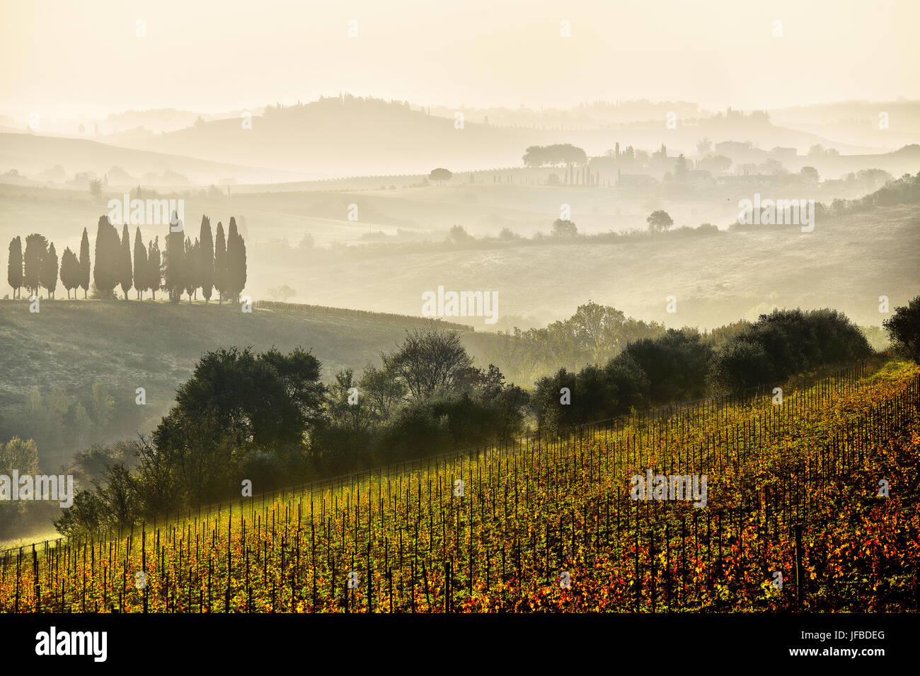 Vigneti toscana italia immagini e fotografie stock ad alta risoluzione ...