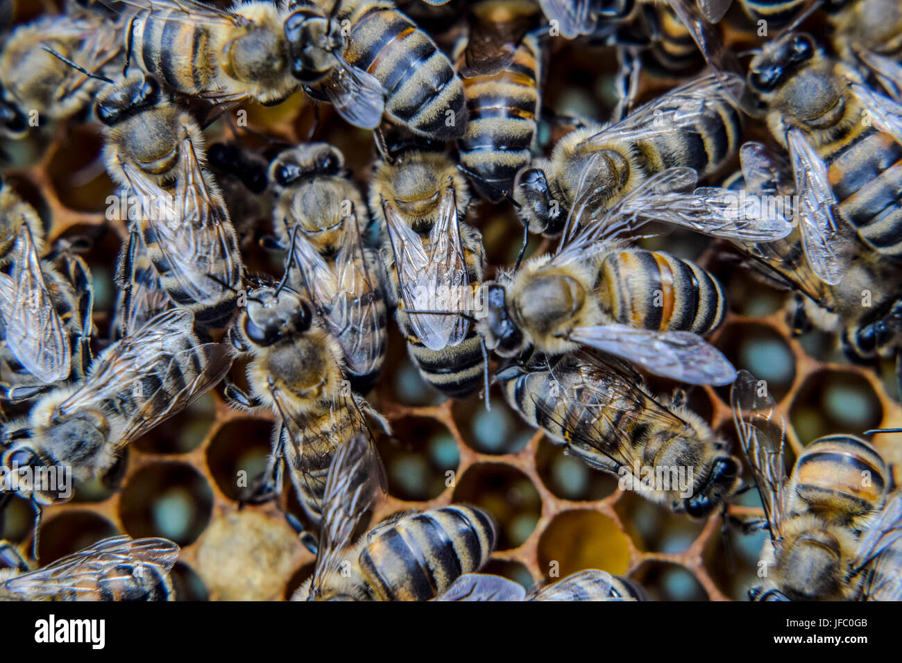 Fotografia macro di api. La danza del miele delle api. Api in un ...